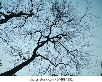 Horror Evil Tree Background Stock Photo 644894551 | Shutterstock