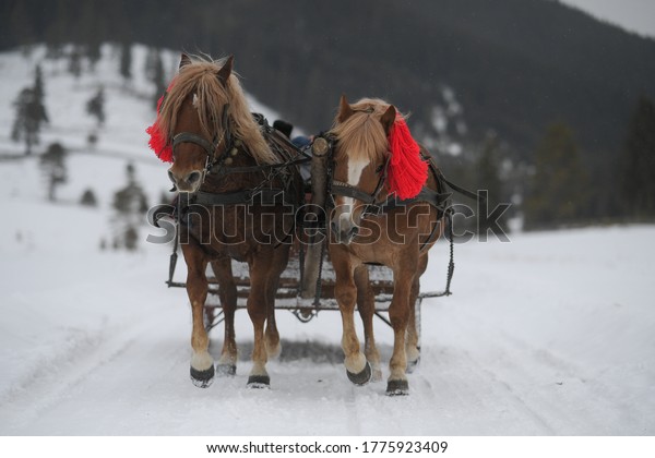 Horses Pulling Sleigh Winter Stock Photo (Edit Now) 1775923409