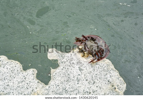 Horseshoe Crab Floating Upside Down Scummy Stock Photo 1430620145 ...