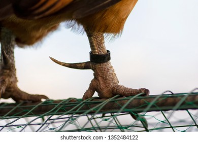 333 Fighting bird spurs Images, Stock Photos & Vectors | Shutterstock
