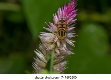 3 imágenes de Hoverbee - Imágenes, fotos y vectores de stock | Shutterstock