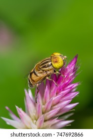 3 imágenes de Hoverbee - Imágenes, fotos y vectores de stock | Shutterstock