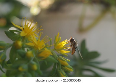 2,772 Harmless Insect Images, Stock Photos & Vectors | Shutterstock