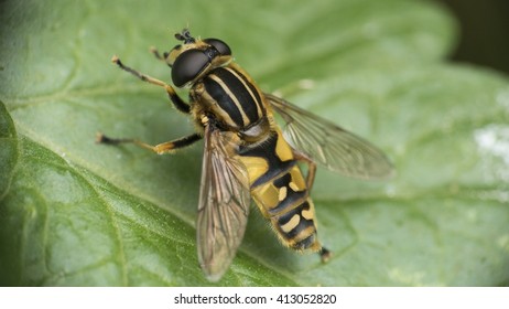 Hover Fly Vertical Horizontal Black Yellow Stock Photo 413052820 ...