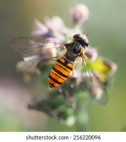 2,772 Harmless Insect Images, Stock Photos & Vectors | Shutterstock