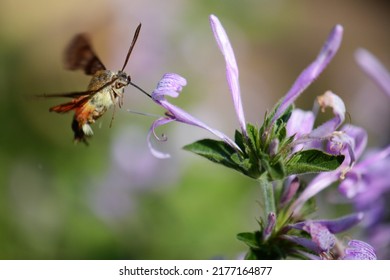 2,303 Hovering moth Images, Stock Photos & Vectors | Shutterstock