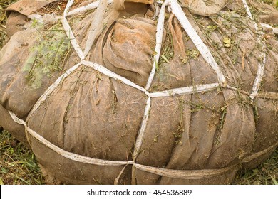 How Make Root Ball Trees Transplanting Stock Photo 454536889 | Shutterstock