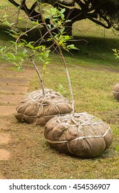 How Make Root Ball Trees Transplanting Stock Photo 454536907 | Shutterstock