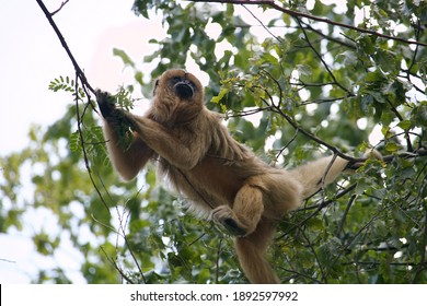 669 Largest tree monkeys Images, Stock Photos & Vectors | Shutterstock