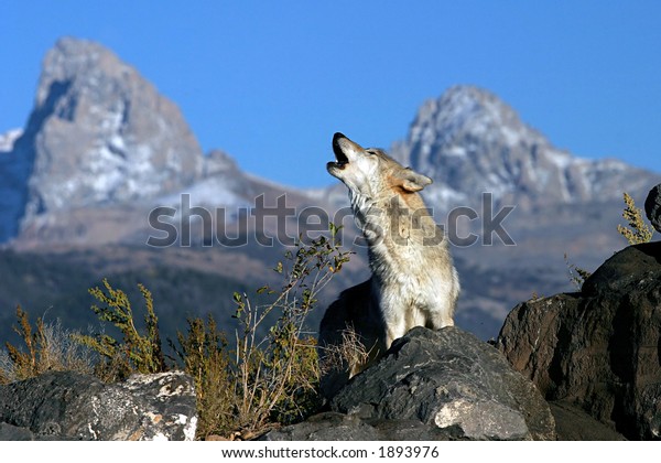 Howling Gray Wolf Stock Photo 1893976 | Shutterstock