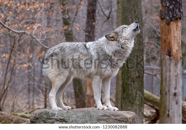 Howling Timber Wolf Stock-foto (rediger nu) 1230082888