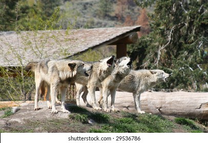 2,377 Wolf Pack Howling Images, Stock Photos & Vectors | Shutterstock