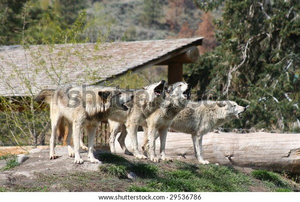 Howling Wolf Pack Stock Photo 29536786 | Shutterstock