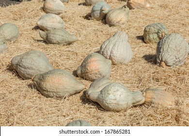 147 Blue hubbard squash Images, Stock Photos & Vectors | Shutterstock