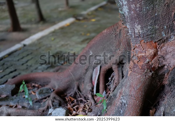 Huge Banyan Tree Bark Texture Photo Stock Photo 2025399623 | Shutterstock