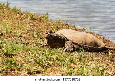 Huge Basking Snapping Turtle Stock Photo 1377818702 | Shutterstock