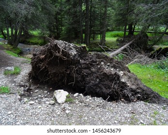 Huge Fallen Down Tree Bucegi Mountains Stock Photo 1456243679 ...