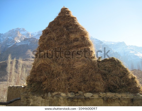 Huge Golden Haystack On Barn Roof Stock Photo 1044600097 | Shutterstock