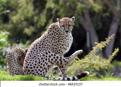 Huge Leopard Looking Into Camera Stock Photo 48419137 | Shutterstock