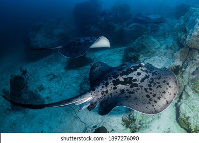 232 Marble Stingray Images, Stock Photos & Vectors | Shutterstock