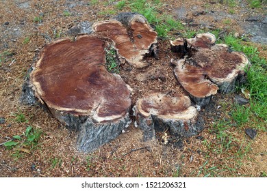 391 Umber tree Images, Stock Photos & Vectors | Shutterstock