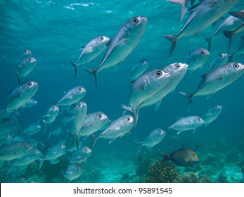 6,198 School Of Silver Fish Images, Stock Photos & Vectors | Shutterstock