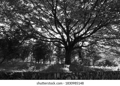 Huge Tree Backlight Evening Stock Photo 1830985148 | Shutterstock