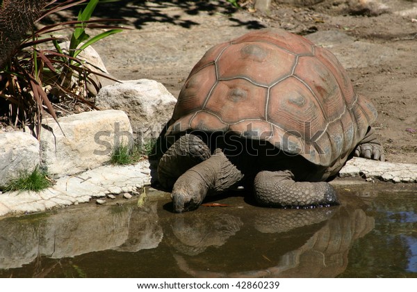 Huge Turtle Drinking Water Stock Photo (Edit Now) 42860239
