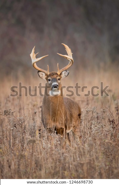 Huge Twelve Point Whitetail Deer Buck Stock Photo (Edit Now) 1246698730 Huge Twelve Point Whitetail Deer Buck Stock Photo (Edit Now) 1246698730