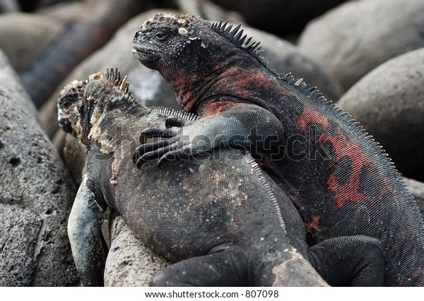 Hugging Lizards Stock Photo 807098 | Shutterstock