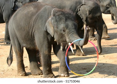 283 Animal Hula Hoop Stock Photos, Images & Photography | Shutterstock