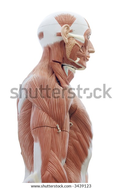 Trunk Human Anatomy