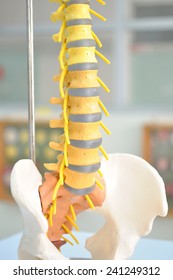 38,515 Human back bone Images, Stock Photos & Vectors | Shutterstock