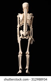 Human Being Skeleton Model Stock Photo 312988934 | Shutterstock
