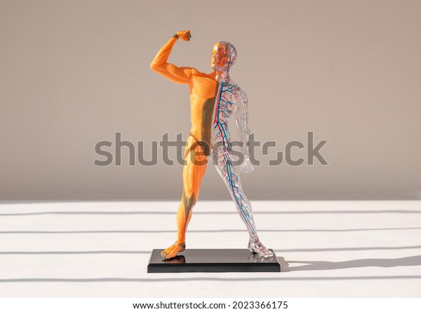 Human Body 3d Model Without Skin Stock Photo 2023366175 | Shutterstock