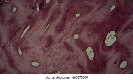 Human Body Cells Under Microscope Stock Photo 660875209 | Shutterstock