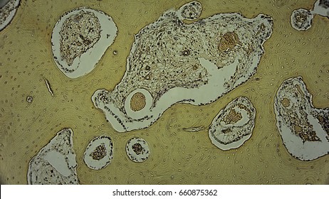 Human Body Cells Under Microscope Stock Photo 660875362 | Shutterstock