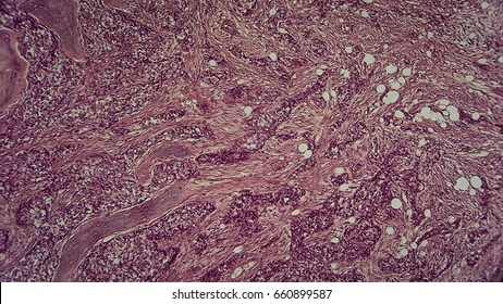 Human Body Cells Under Microscope Stock Photo (Edit Now) 660899587