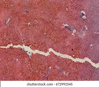 Human Body Cells Under Microscope Foto Stok 672992545 | Shutterstock