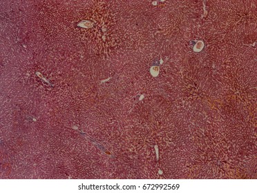 Human Body Cells Under Microscope Foto Stok 672992569 | Shutterstock