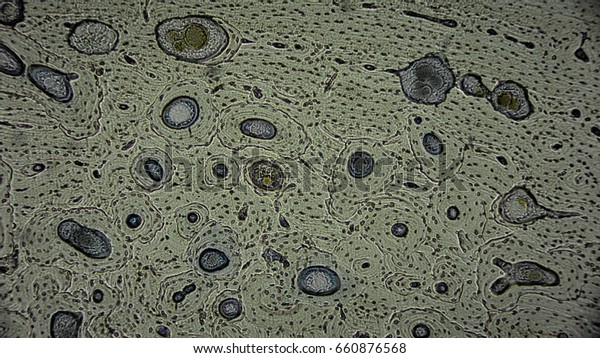 Human Body Cells Under Microscope库存照片660876568 | Shutterstock