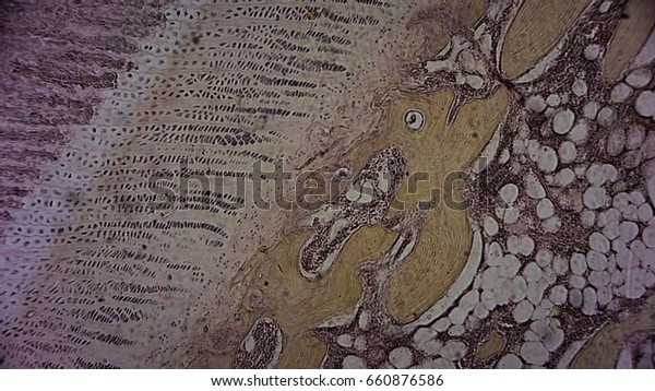 Human Body Cells Under Microscope Stock Photo 660876586 | Shutterstock