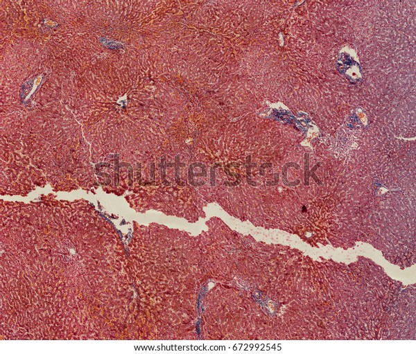 Human Body Cells Under Microscope Foto Stok 672992545 | Shutterstock
