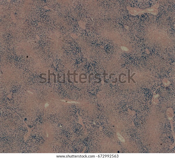 Human Body Cells Under Microscope Foto stock 672992563 | Shutterstock