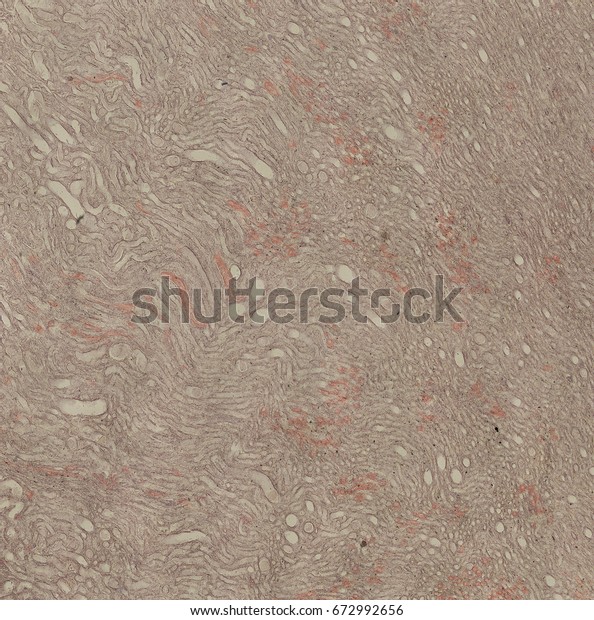 Human Body Cells Under Microscope Stock Photo 672992656 | Shutterstock