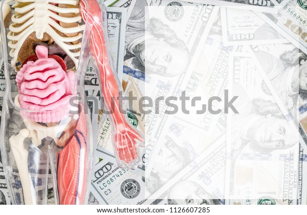 Human Body Model Skeleton Internal Organs库存照片1126607285 | Shutterstock