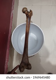 Human Bone Shape Structure Closeup Photos Stock Photo 1969645480 ...