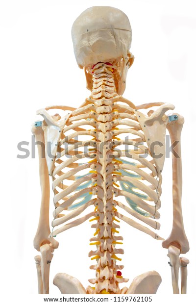Human Bone Structure Behind Isolated White Stock Photo 1159762105 ...