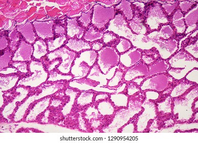 345 Osteocyte Images, Stock Photos & Vectors | Shutterstock