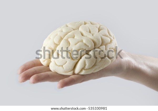 Human Brain Hand Development Mental Abilities Stock Photo 535330981 ...